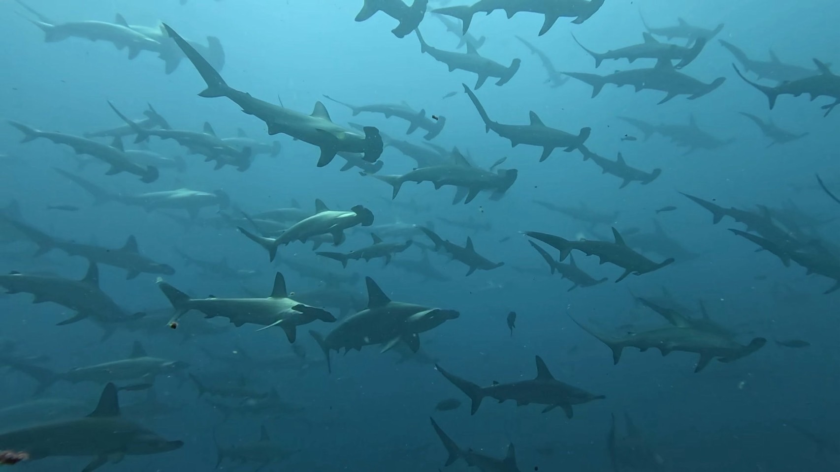 海も陸も熱い神子元！！Mikomoto is hot on both sea and land!｜神子元ハンマーズ－神子元のダイビングサービス